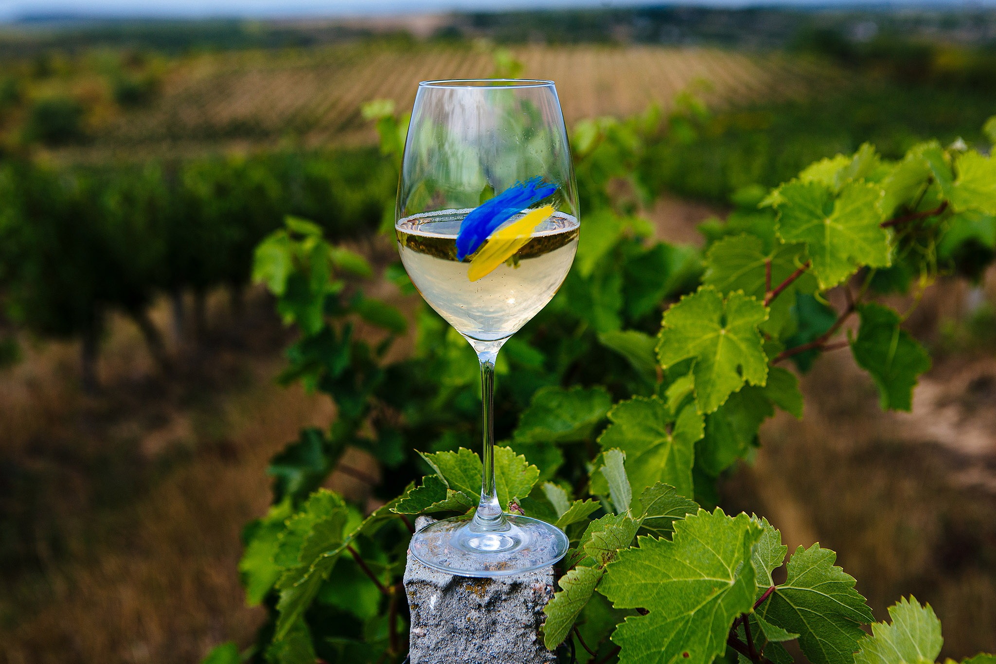 Десертне вино Троянда Карпат – головне вино України